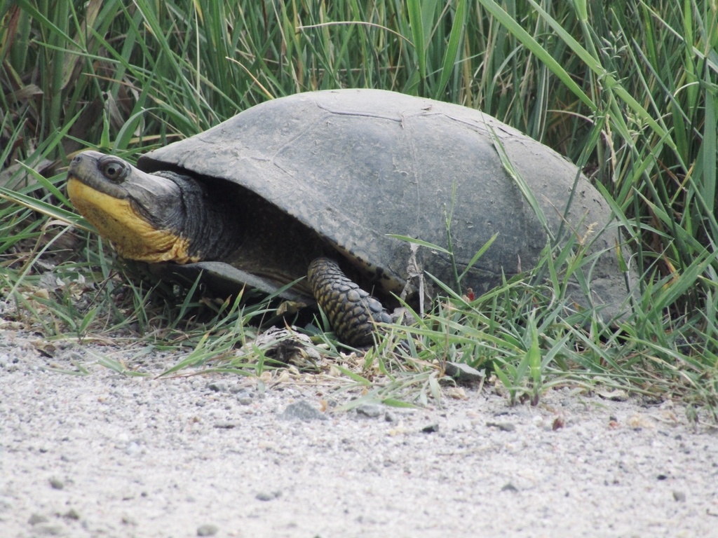 Blanding's Turtle in June 2020 by Aly Hoover · iNaturalist