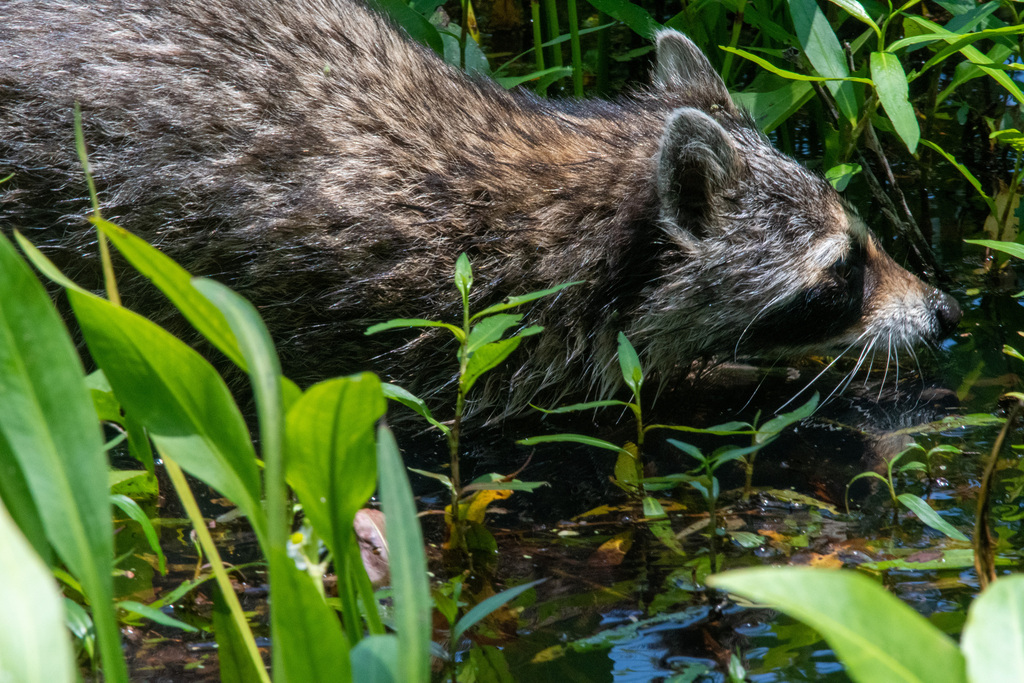 Common Raccoon from Lewisville, TX, USA on May 08, 2023 at 01:35 PM by ...