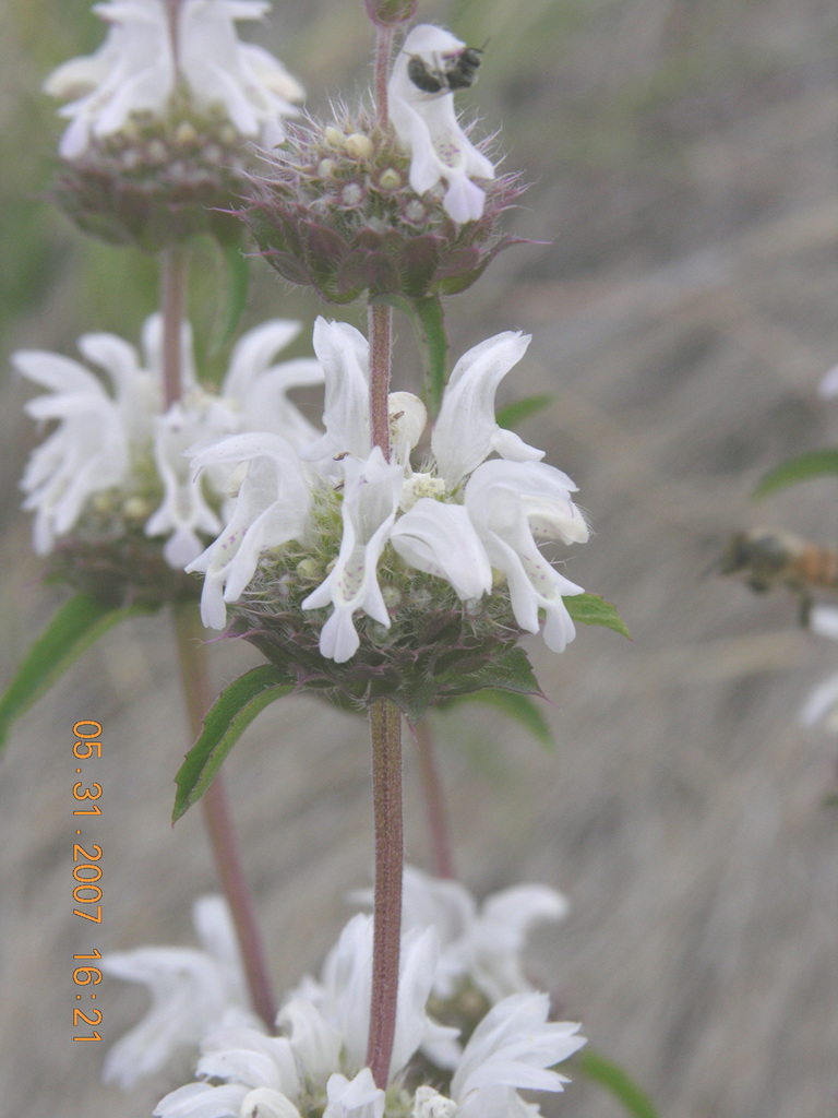 plains bee balm (Bio Blitz Practice) · iNaturalist