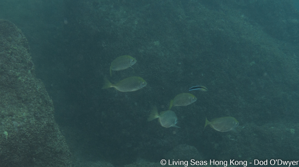 White-spotted Rabbitfish from Hong Kong on May 7, 2023 at 11:54 AM by ...