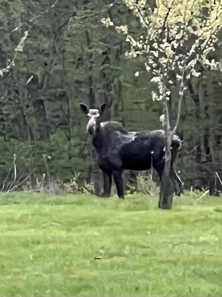 Eastern Moose from Wade Inn Rd, Becket, MA, US on May 8, 2023 at 07:49 ...