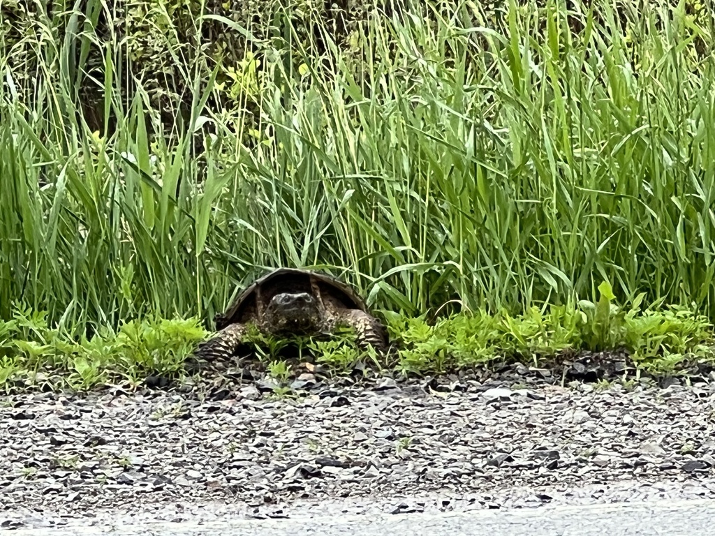 Common Snapping Turtle from County Road 2, Leeds and the Thousand ...