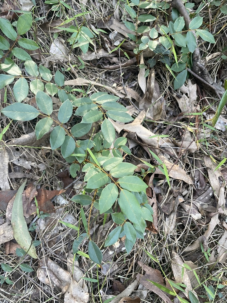 Blood Vine from Mount Cotton, QLD, AU on May 9, 2023 at 09:56 AM by ...