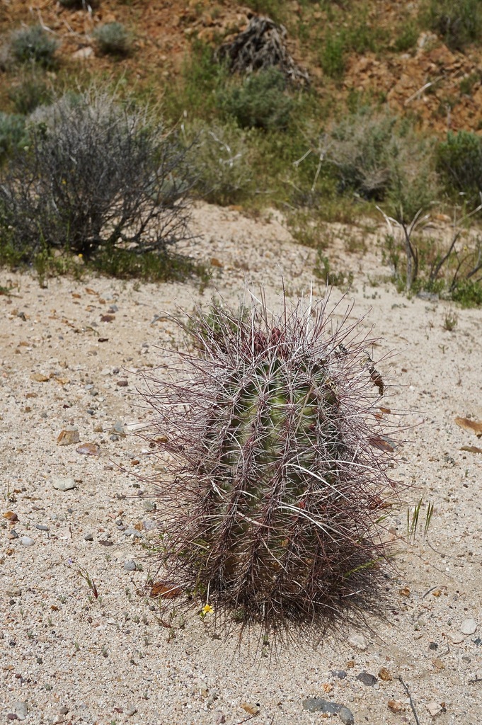 Mojave Fishhook Cactus in April 2023 by Chloe Novak · iNaturalist
