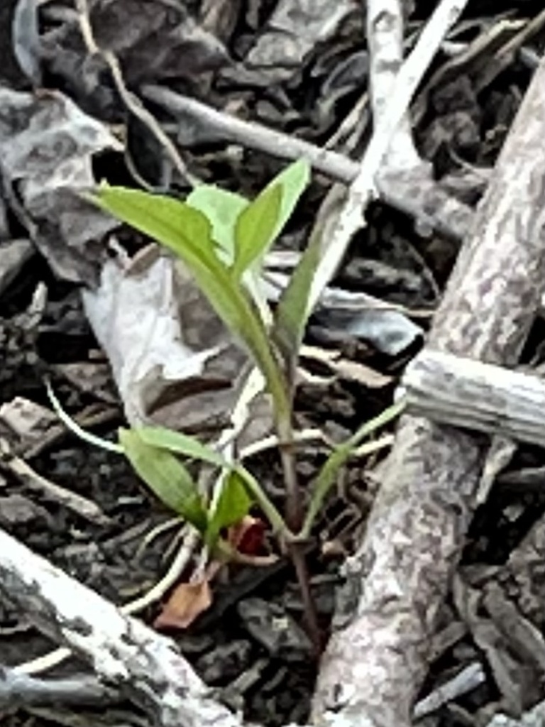 flowering plants from Gateway Arch National Park, St. Louis, MO, US on ...