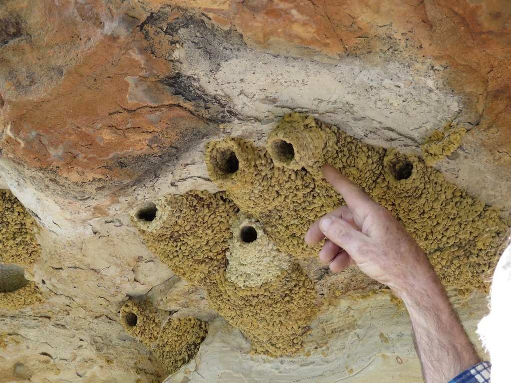 Fairy Martin from Capertee National Park Bogee NSW 2849, Australia on ...