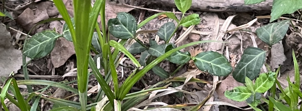fortune's spindle from Castlewood State Park, Ballwin, MO, US on April ...