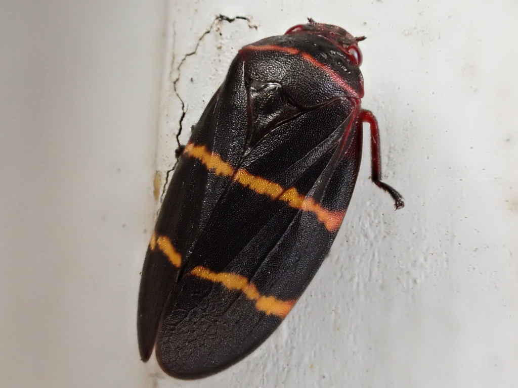 Two-lined Spittlebug from South Cleveland, TN, USA on October 05, 2022 ...