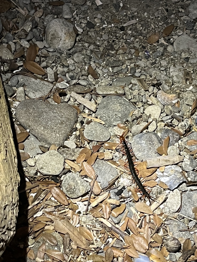 Chinese Red-headed Centipede from 無人島黒島 on May 5, 2023 at 01:35 AM by ...