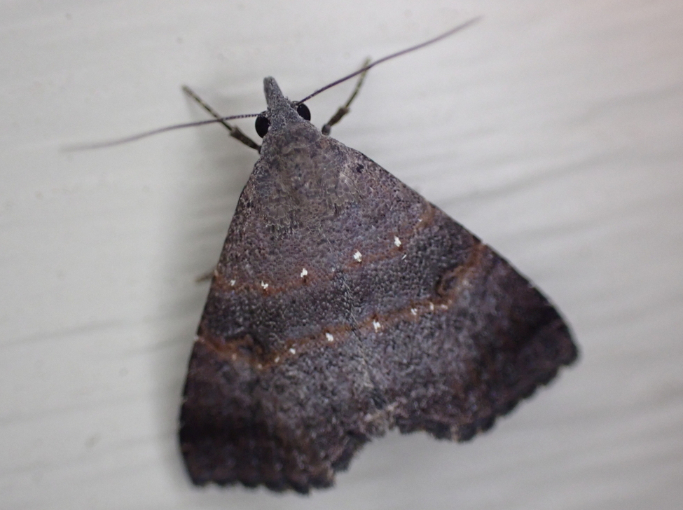 Double-lined Brown Moth from South Cleveland, TN, USA on September 25 ...