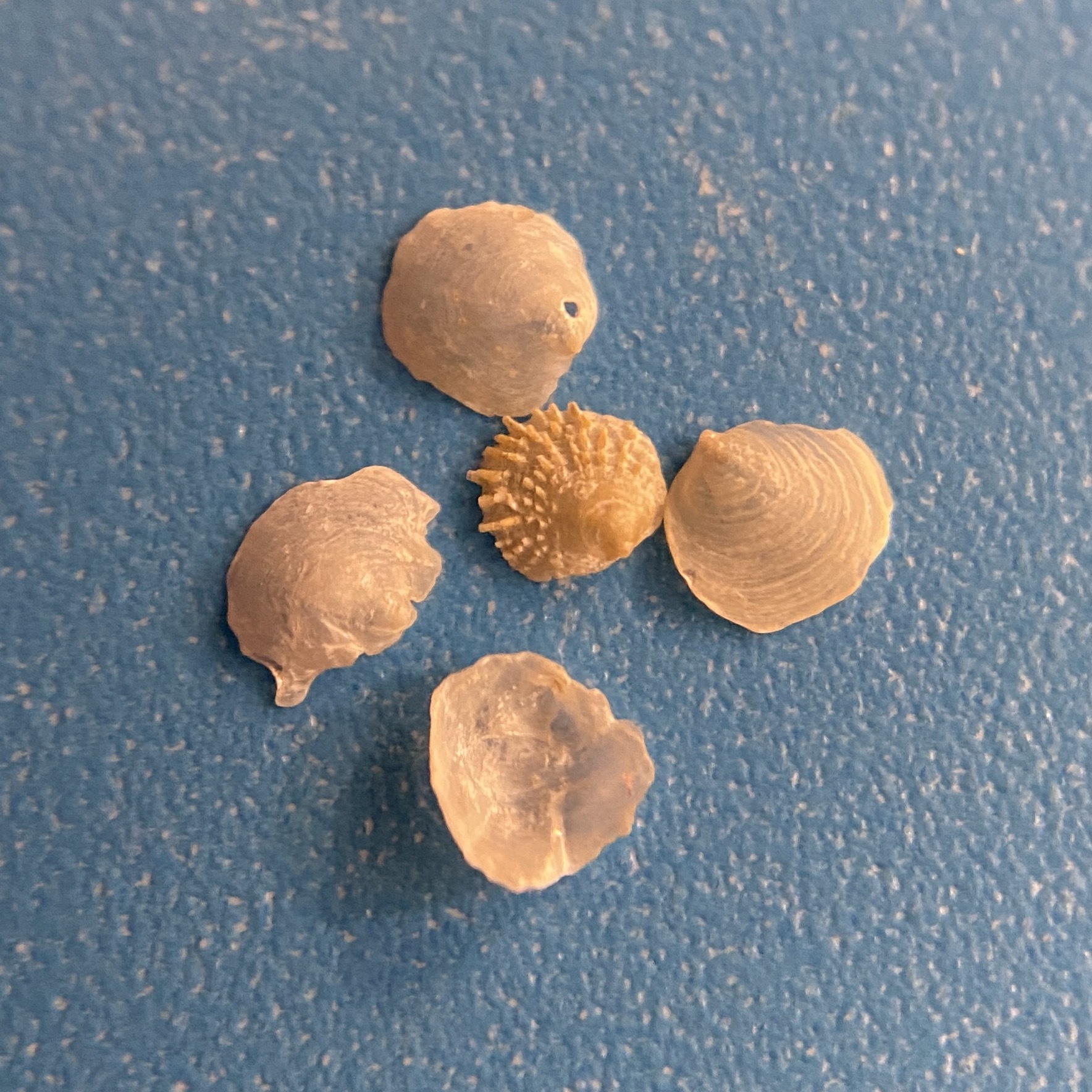 Heteranomia squamula (Linnaeus, 1758)