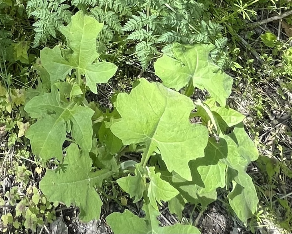 Asteroideae from Katy Trail, Augusta, MO, US on April 29, 2023 at 03:43 ...