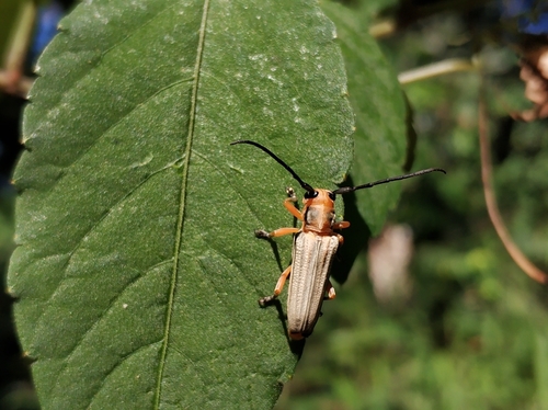 Stibara rufina · iNaturalist
