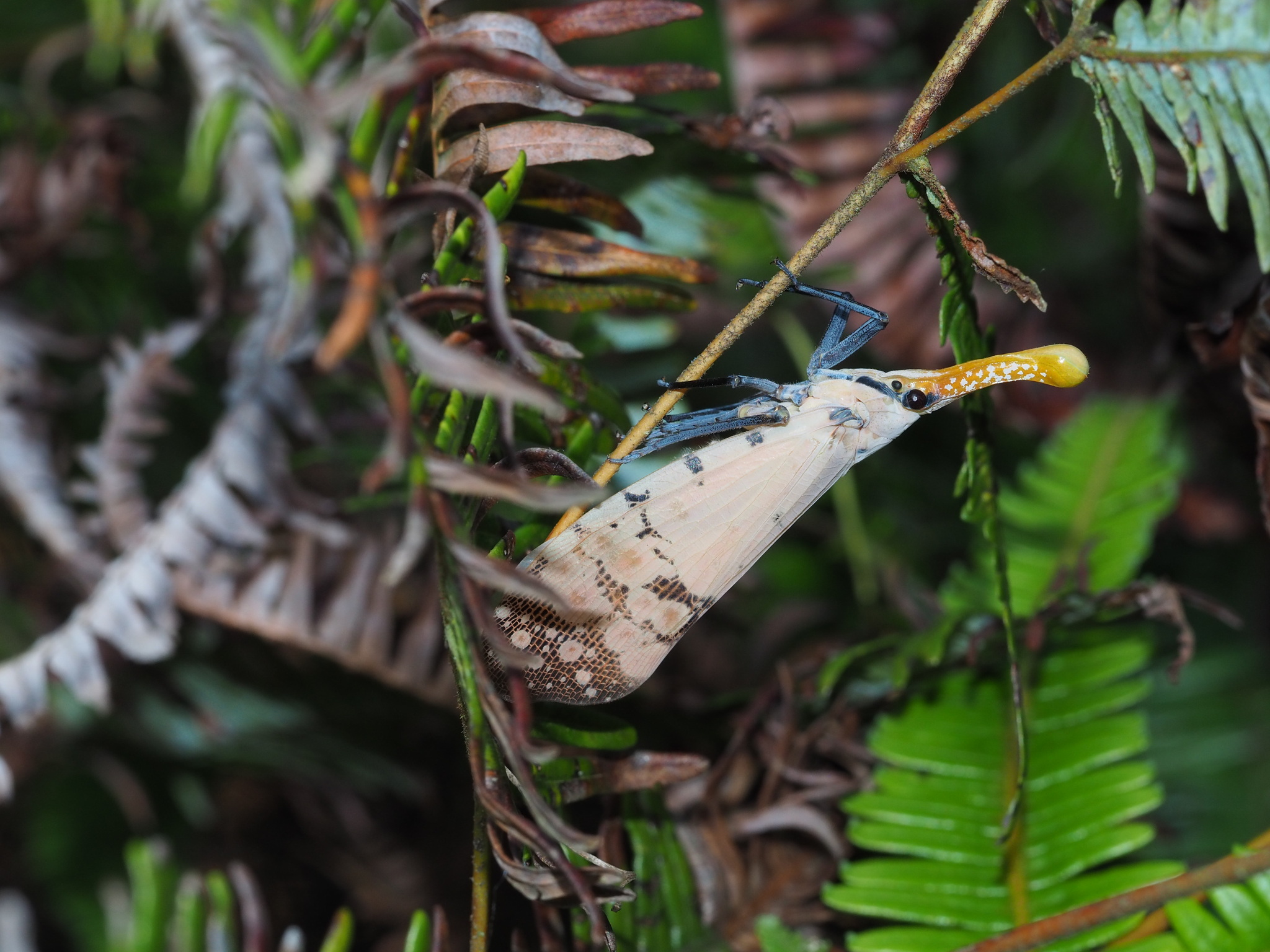 Pyrops watanabei (Matsumura, 1913)