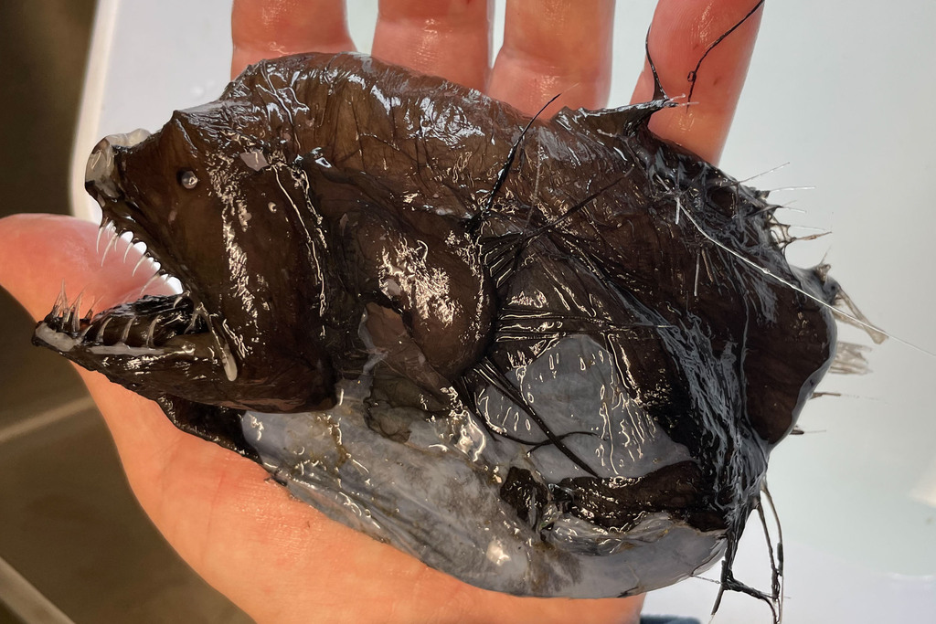 Fanfin Angler (Caulophryne jordani) - Marine Life Identification