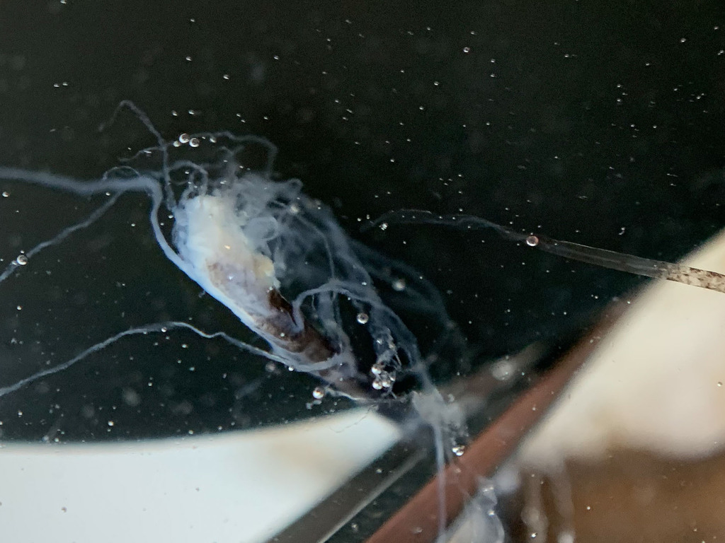 Fanfin Angler (Caulophryne jordani) - Marine Life Identification