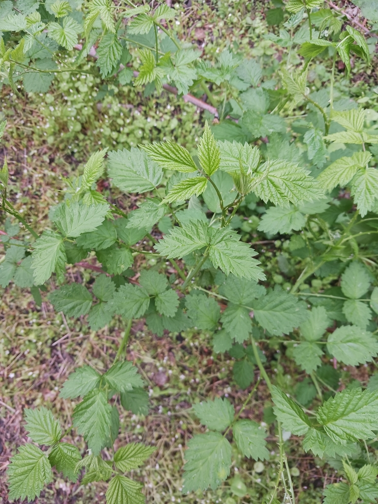 whitebark raspberry from Umatilla County, US-OR, US on May 8, 2023 at ...