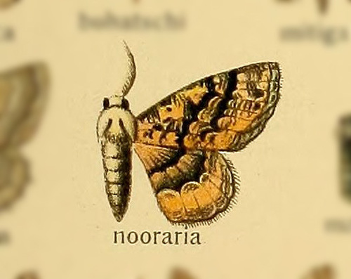 Calicha nooraria · iNaturalist