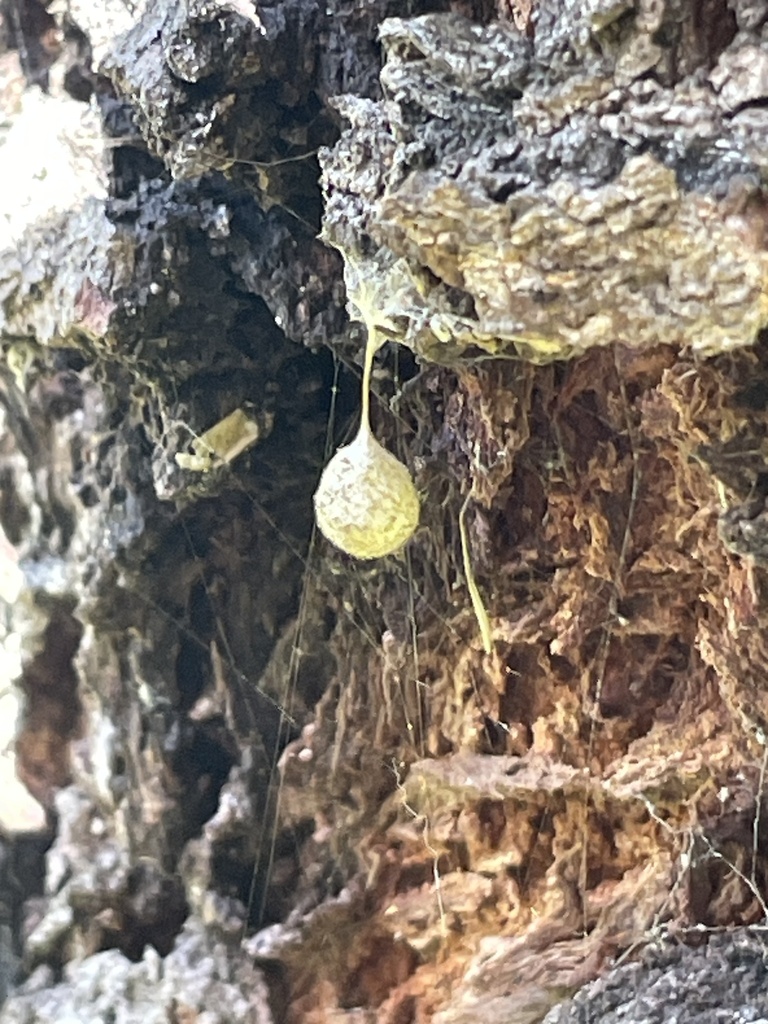 Two-tailed Spiders from Humphries Rd, Frankston South, VIC, AU on May ...