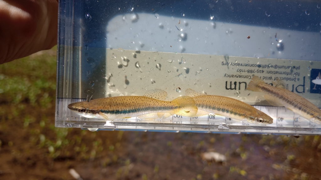 Blackspotted Topminnow from Lauderdale County, US-AL, US on May 3, 2023 ...