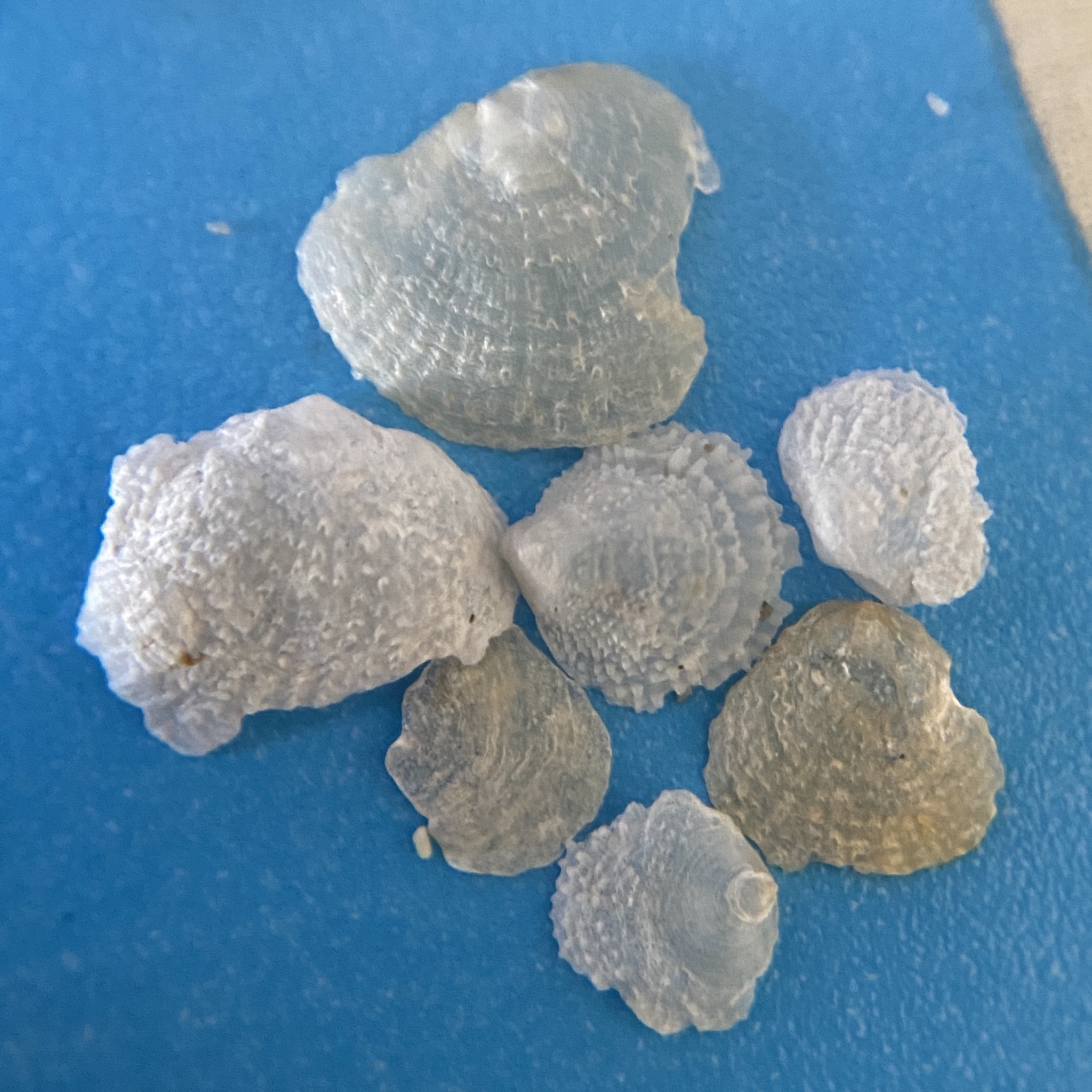 Heteranomia squamula (Linnaeus, 1758)