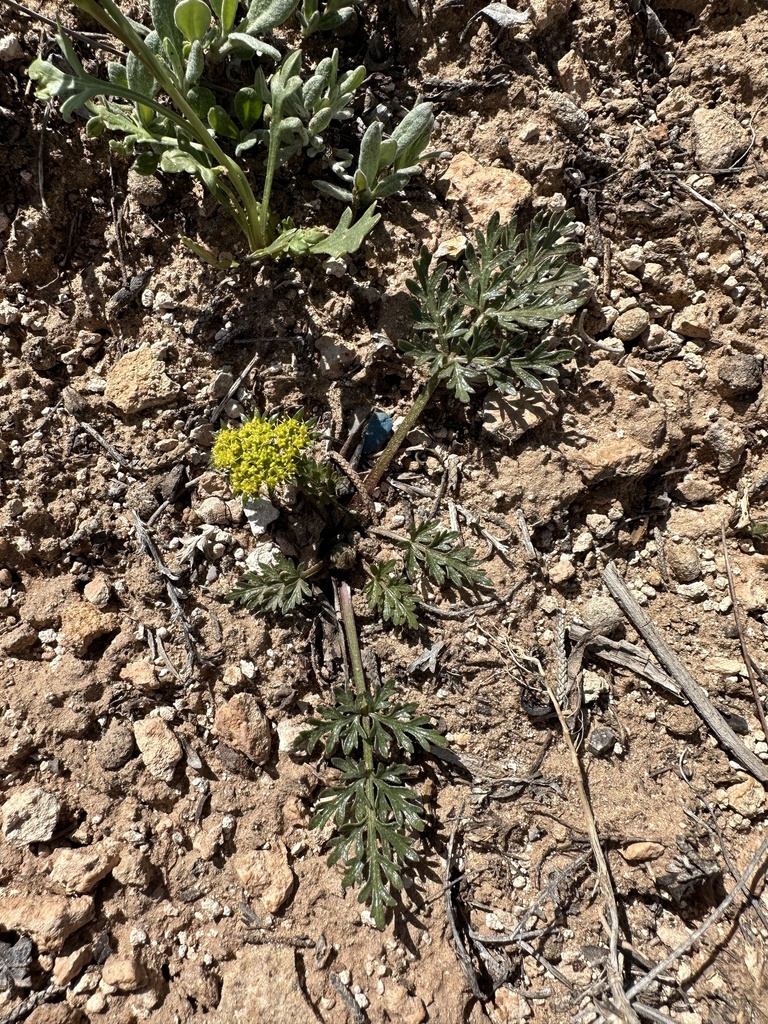 Plains Cymopterus from Mesa County, CO, USA on April 27, 2023 at 09:55 ...
