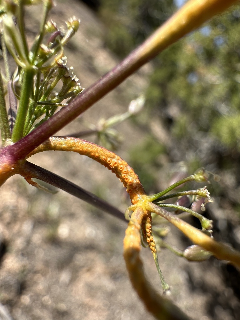 Lomatium Rust from Mesa County, CO, USA on April 27, 2023 at 10:06 AM ...