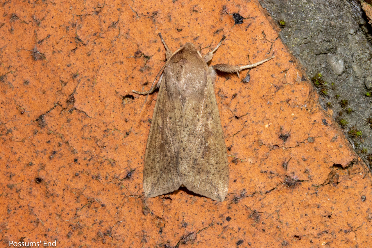 Mythimna separata (Walker, 1865)