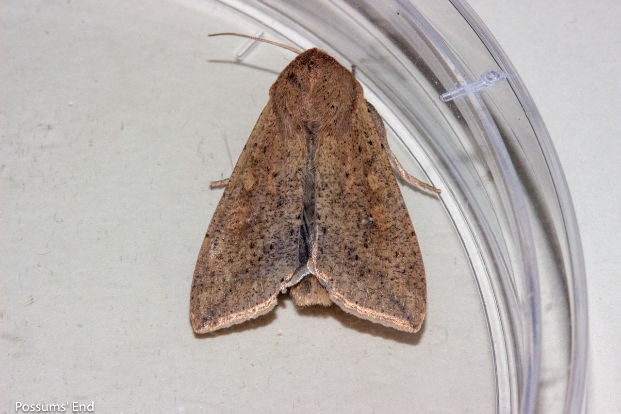 Mythimna separata (Walker, 1865)