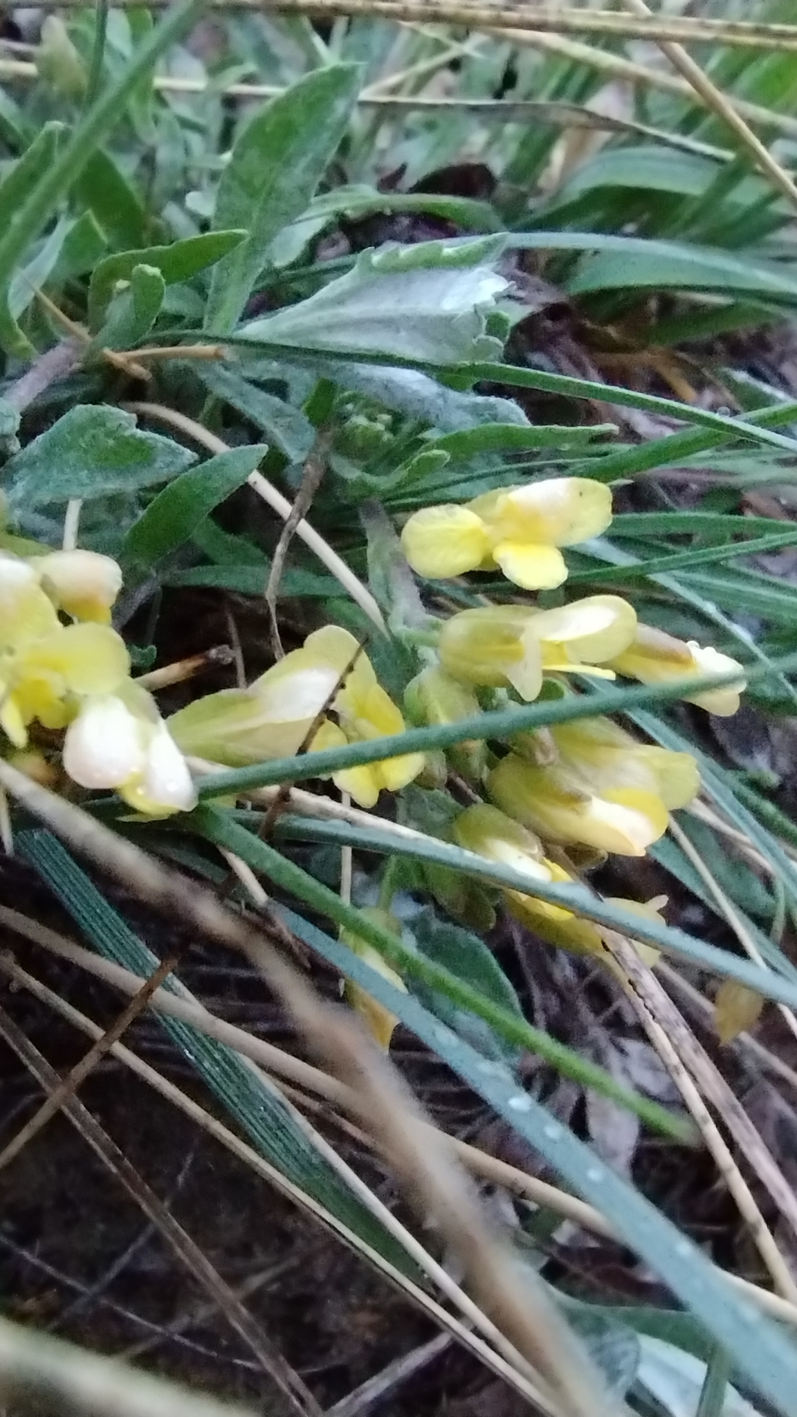 Physaria arenosa (Richardson) O'Kane & Al-Shehbaz