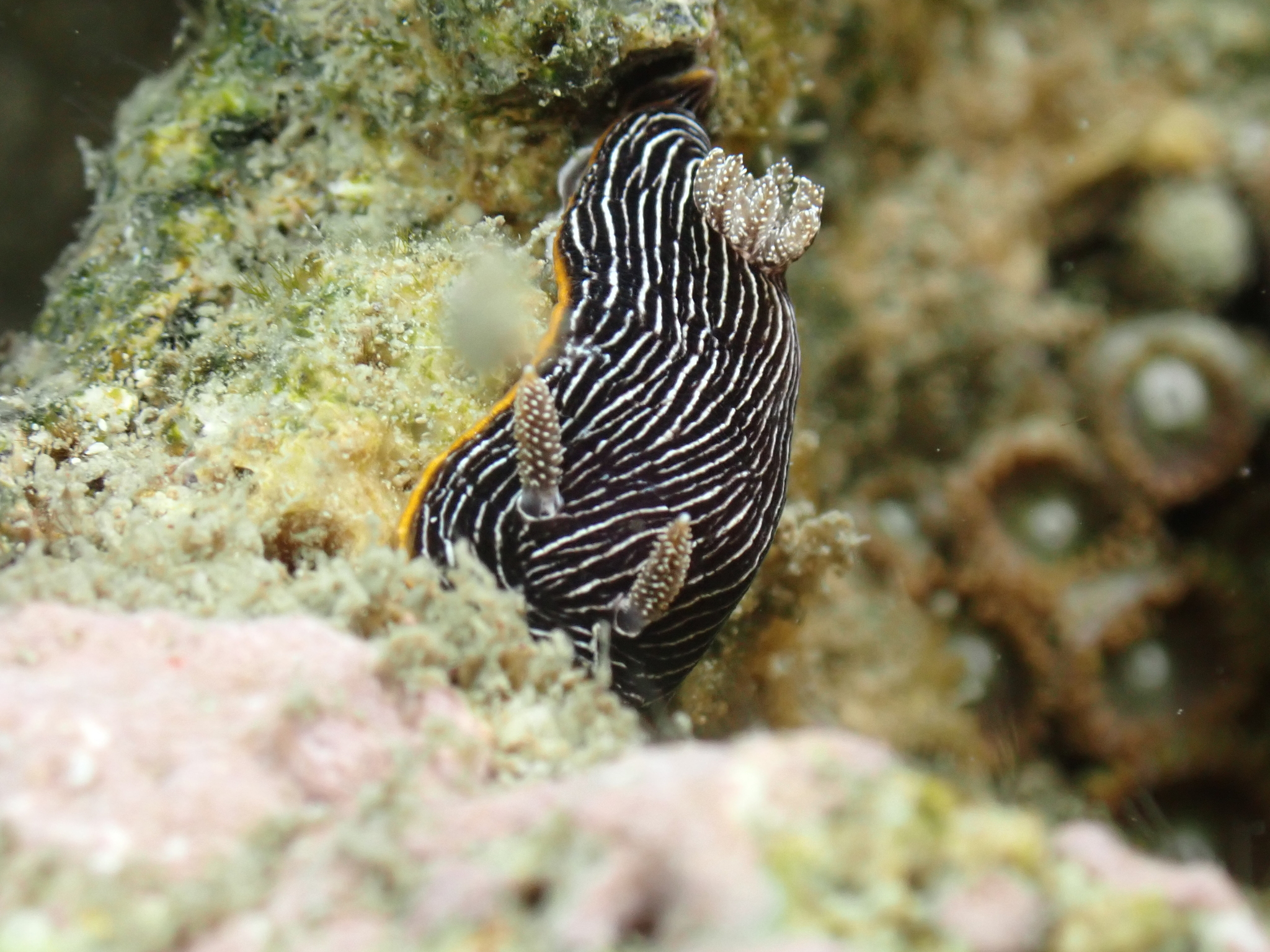 Chromodoris lineolata (van Hasselt, 1824)