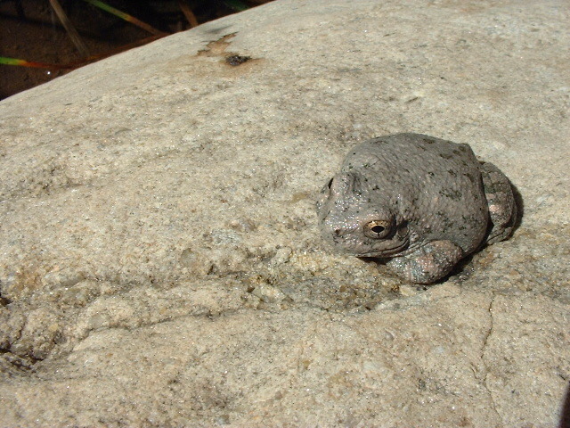 Canyon Tree Frog from Mohave County, AZ, USA on March 30, 2001 at 10:30 ...