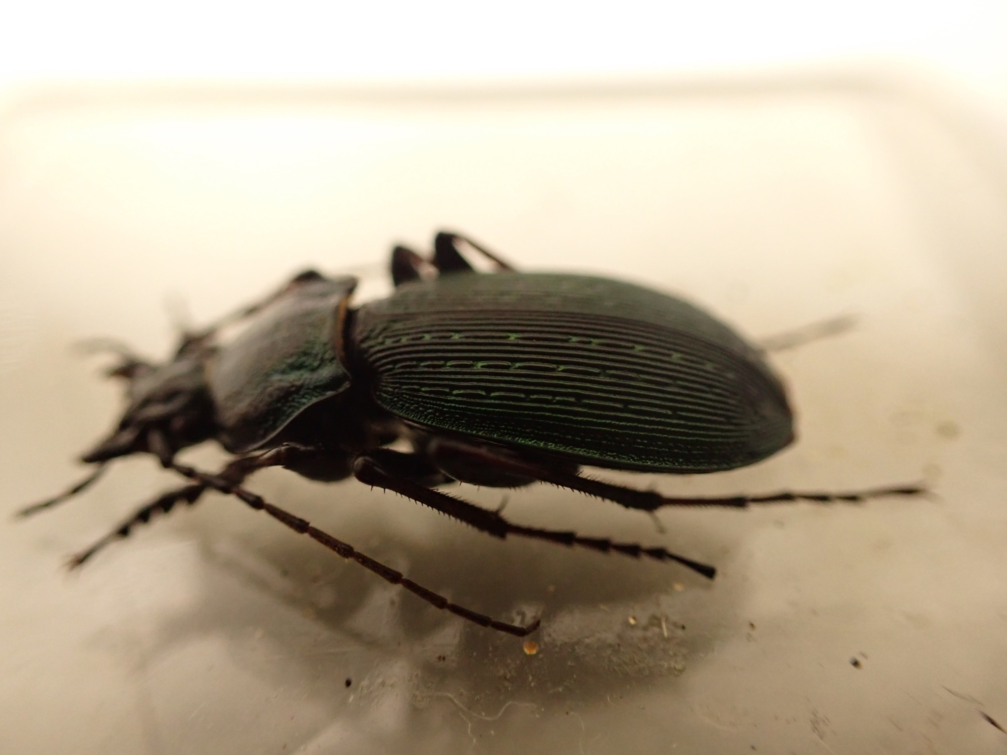 Carabus albrechti A.Morawitz, 1862