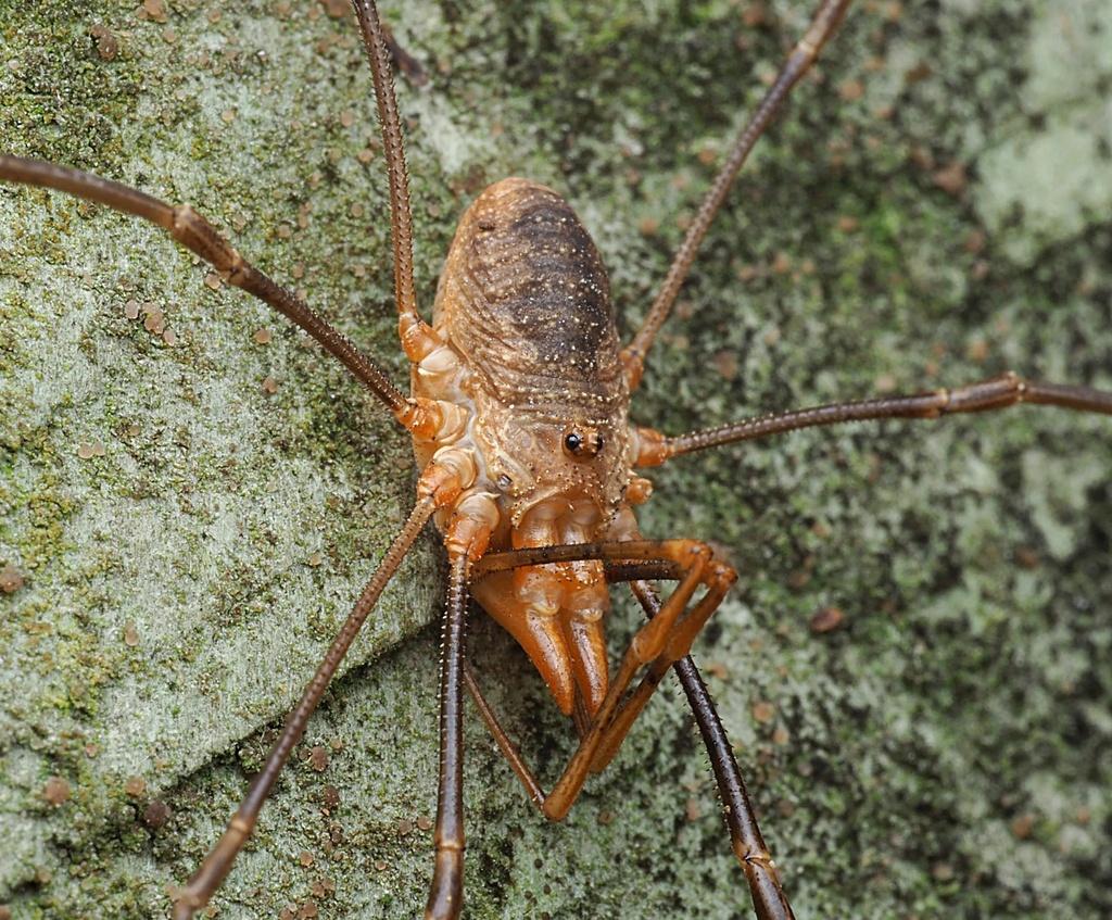 European Harvestman from Kaeo, New Zealand on April 01, 2023 at 12:47 ...