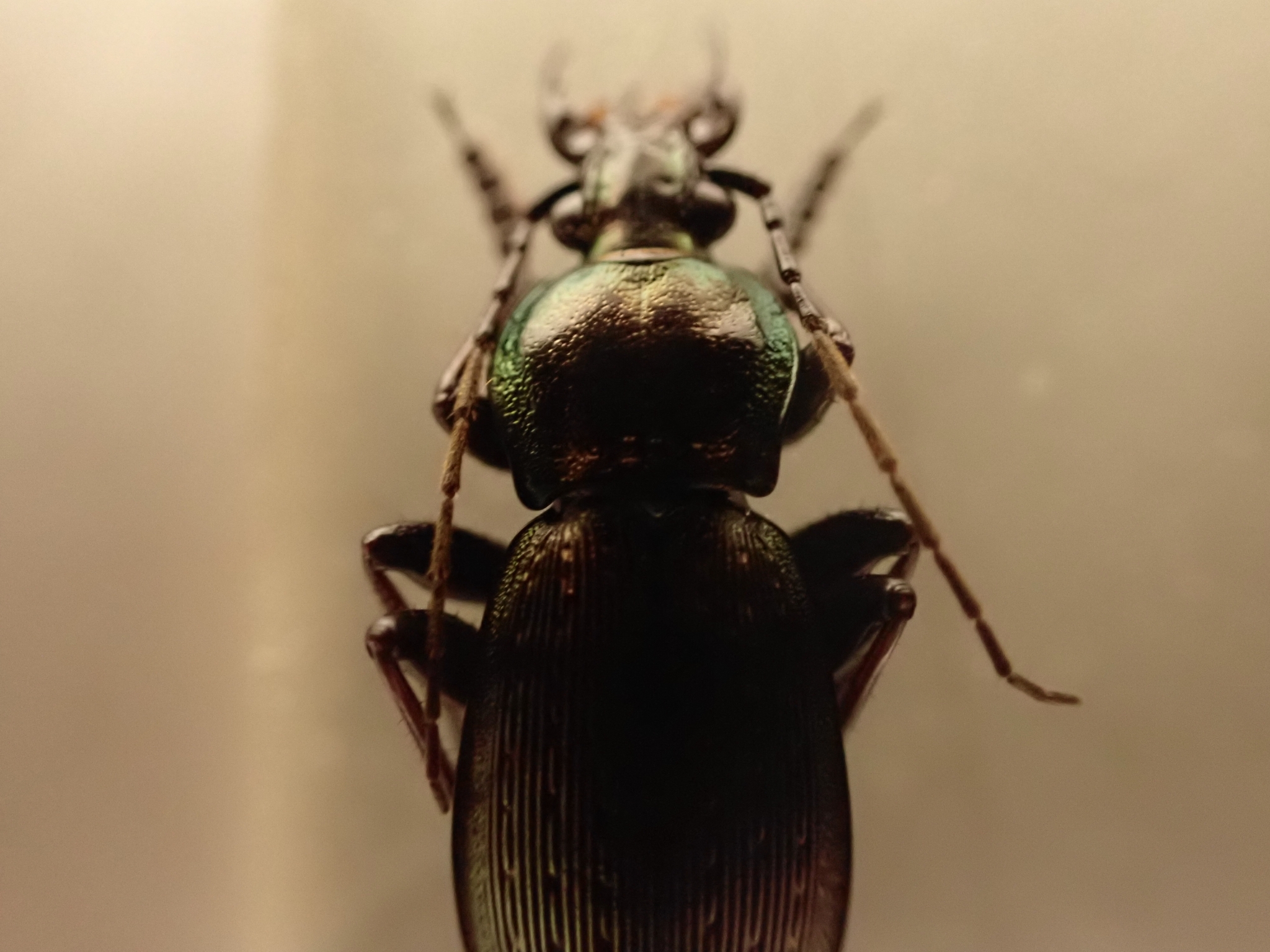 Carabus albrechti A.Morawitz, 1862