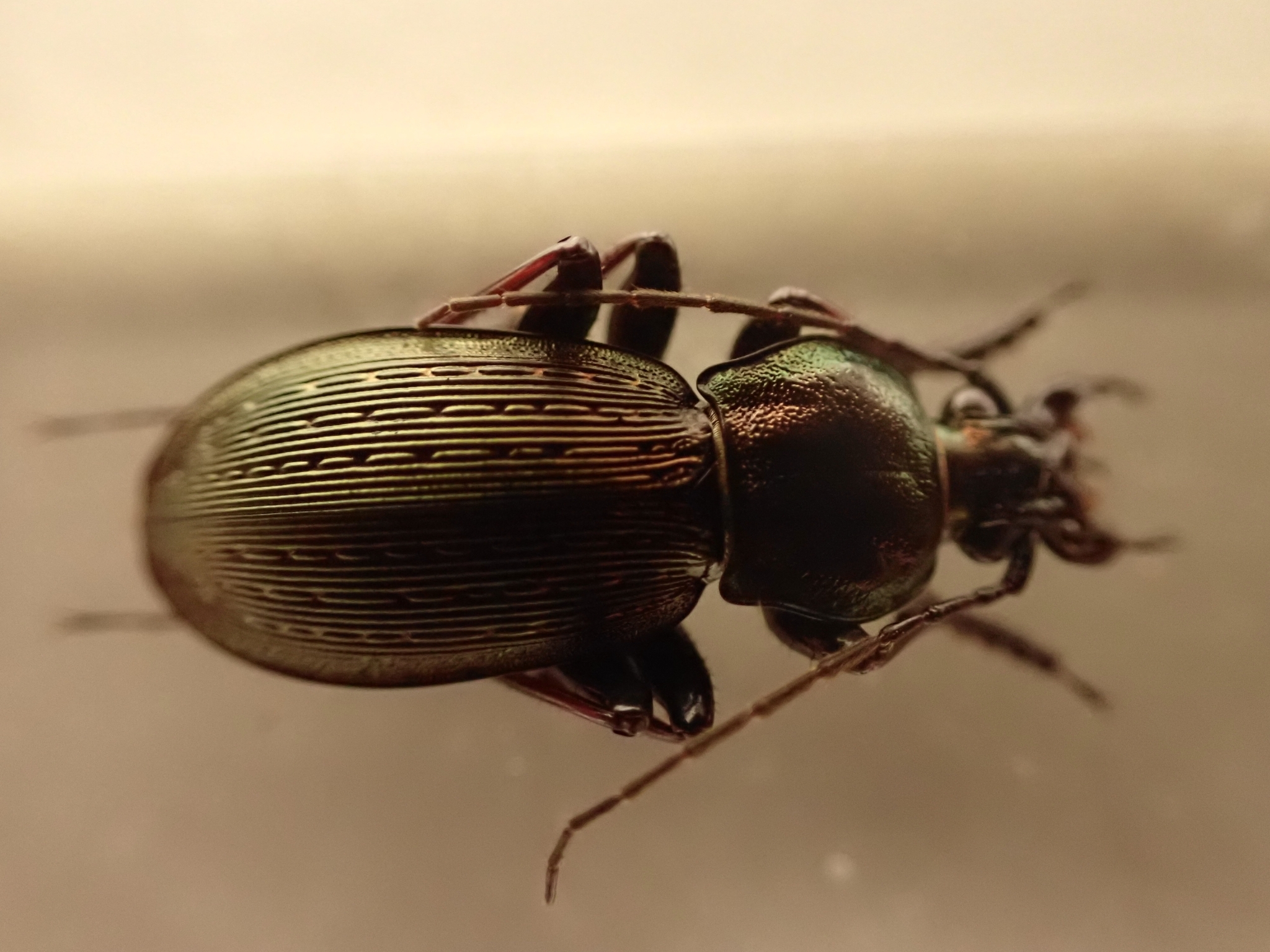 Carabus albrechti A.Morawitz, 1862