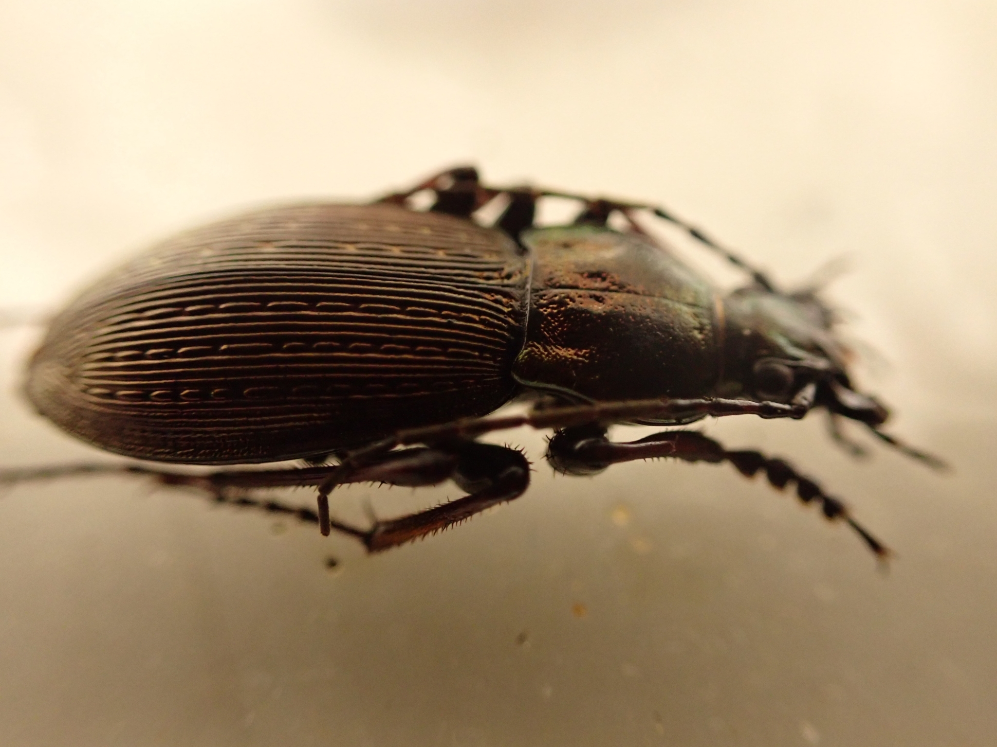 Carabus albrechti A.Morawitz, 1862