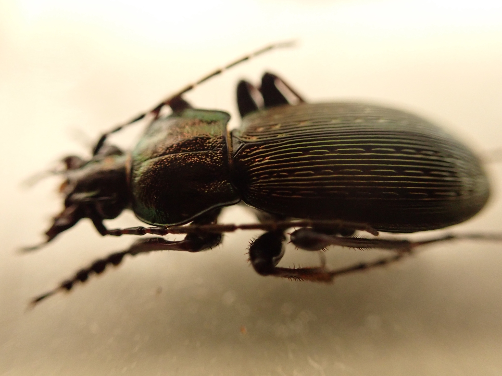 Carabus albrechti A.Morawitz, 1862