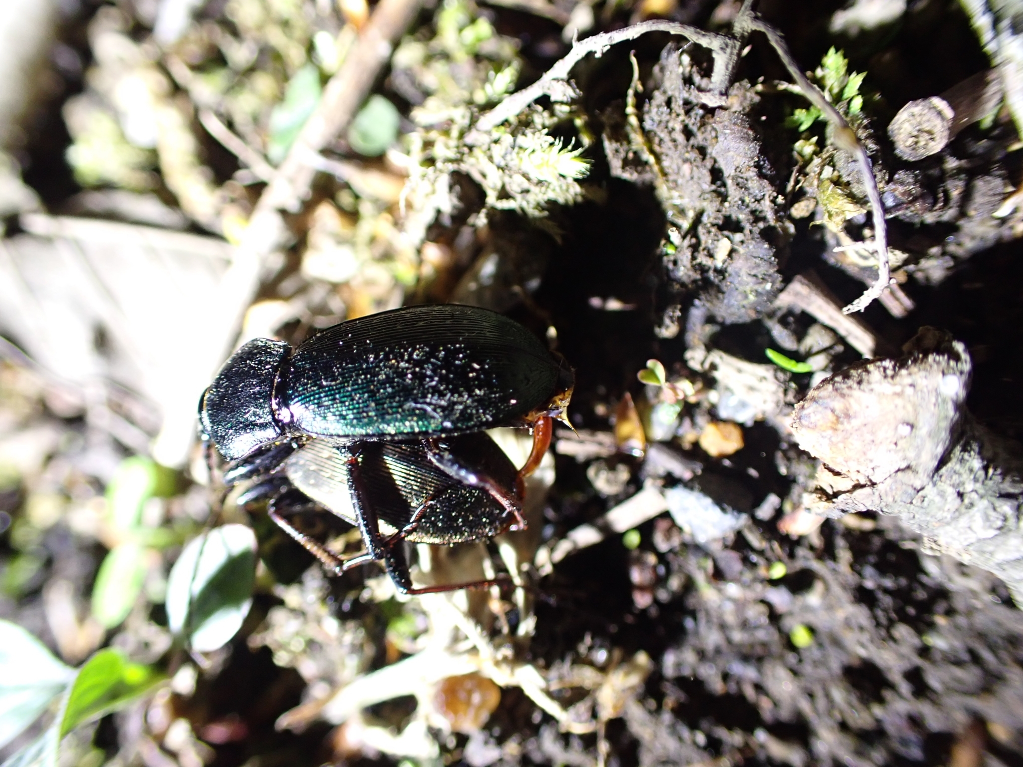 Carabus albrechti A.Morawitz, 1862