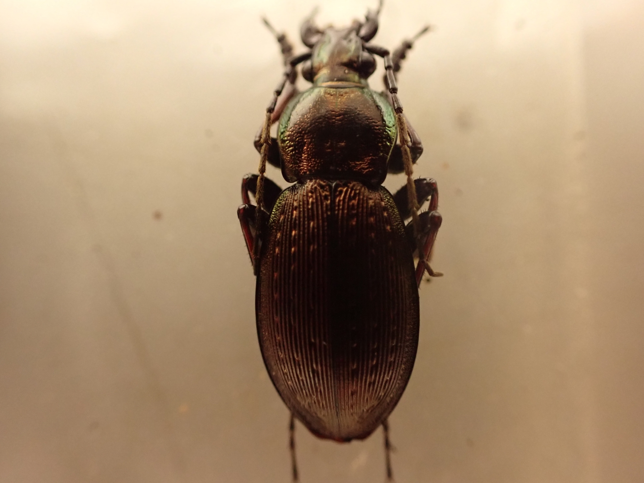 Carabus albrechti A.Morawitz, 1862