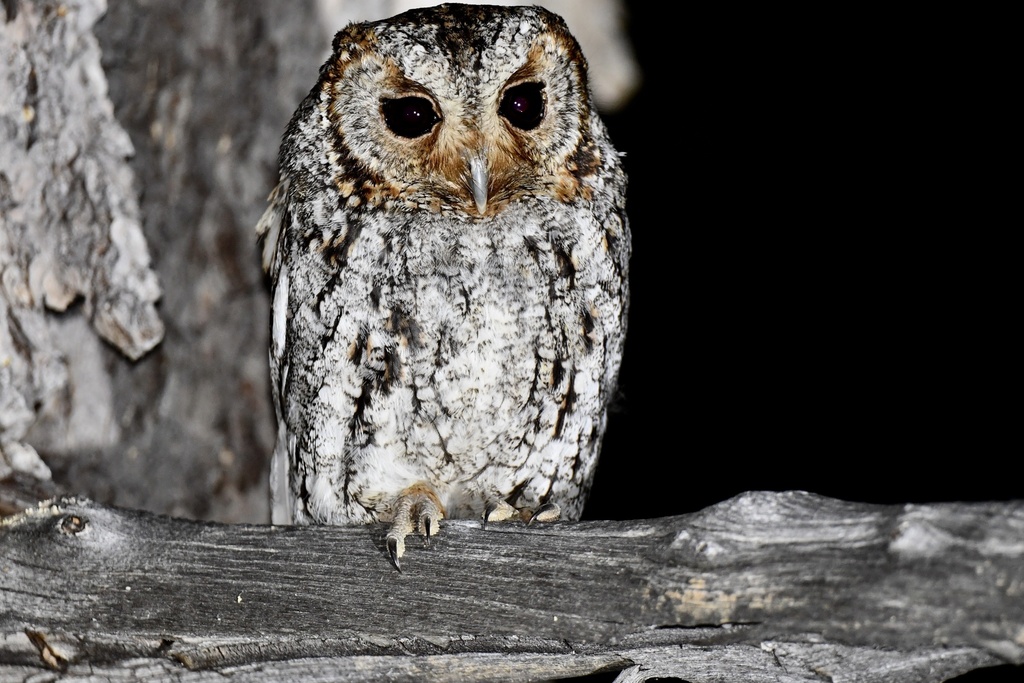 Flammulated Owl in June 2021 by Erik Atwell · iNaturalist