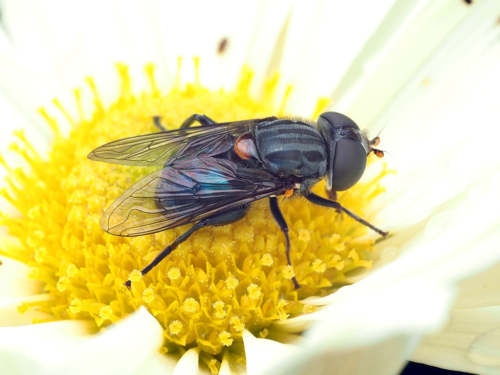 Metallic Blue Hover Fly from Kaeo, New Zealand on May 07, 2023 at 02:16 ...