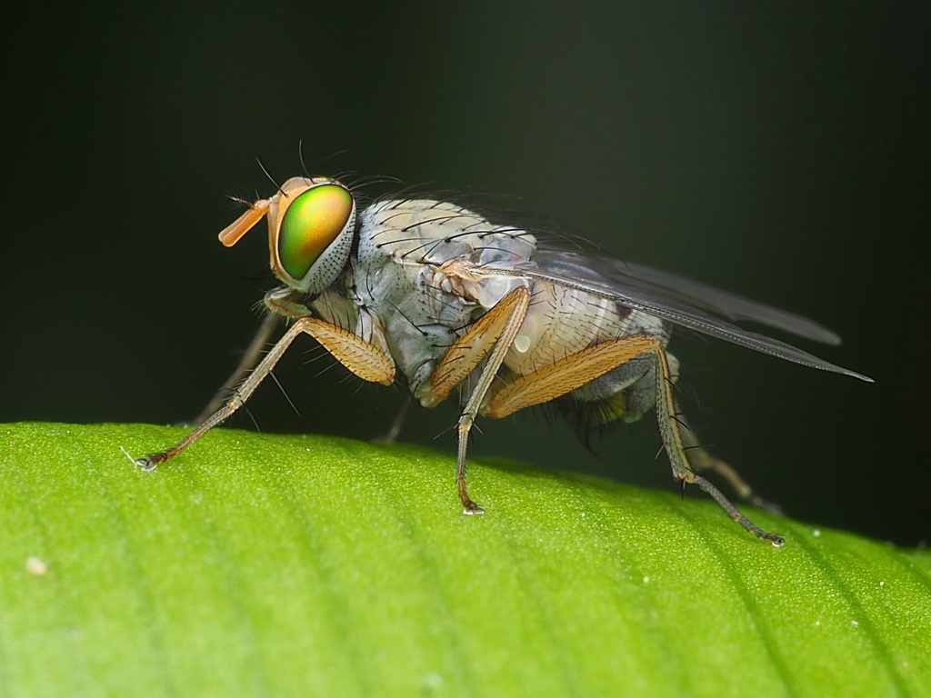 Pygophora apicalis from Kaeo, New Zealand on April 24, 2023 at 05:26 AM ...