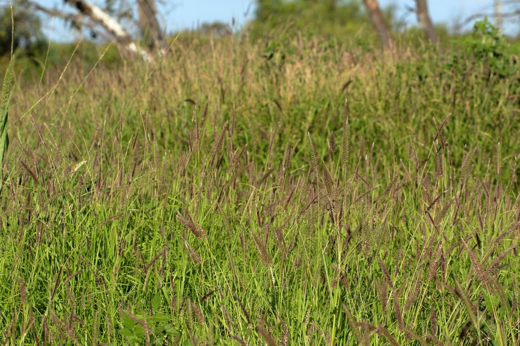 buffelgrass from Carnarvon WA 6701, Australia on April 1, 2021 at 04:11 ...