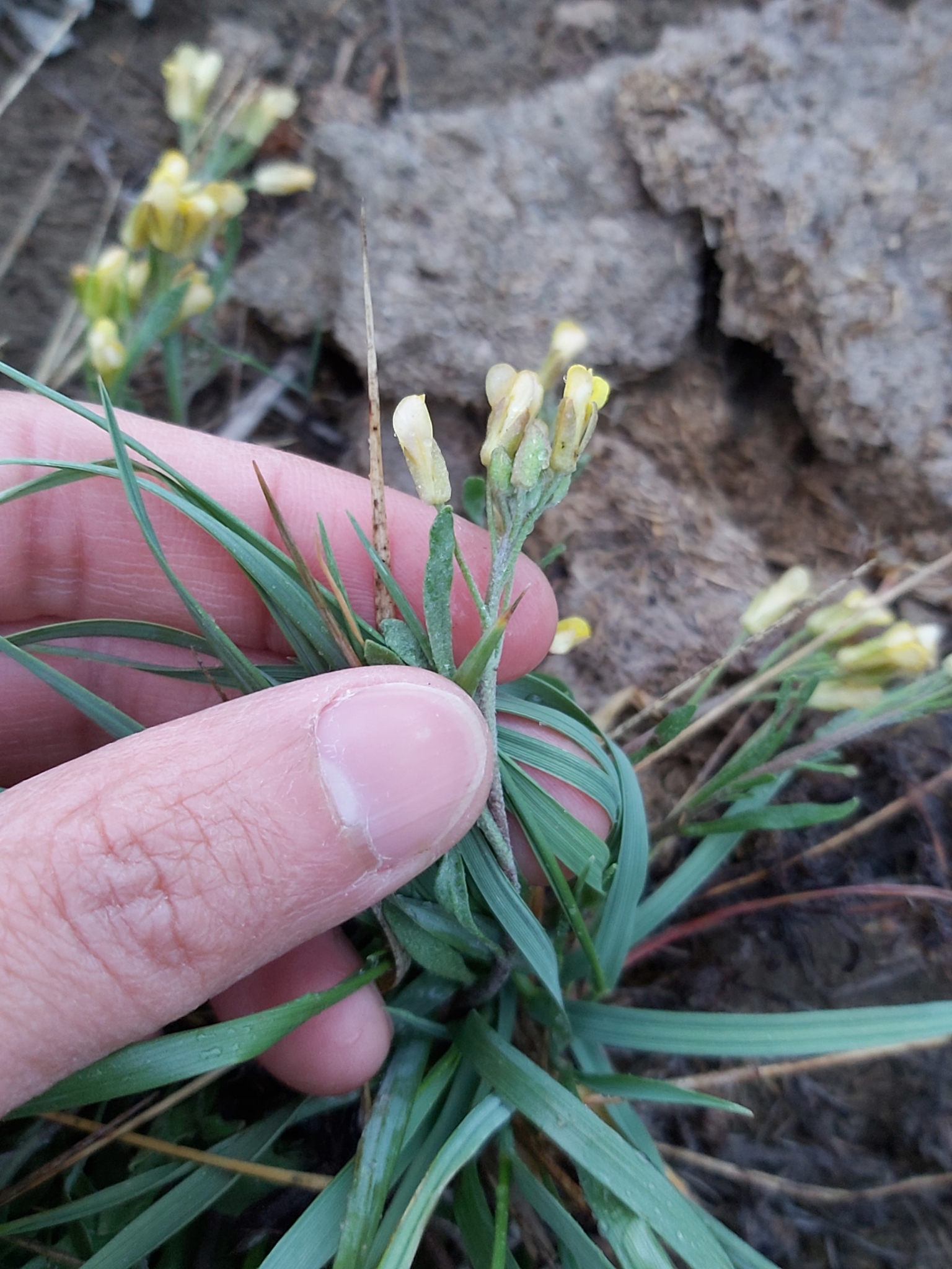 Physaria arenosa (Richardson) O'Kane & Al-Shehbaz