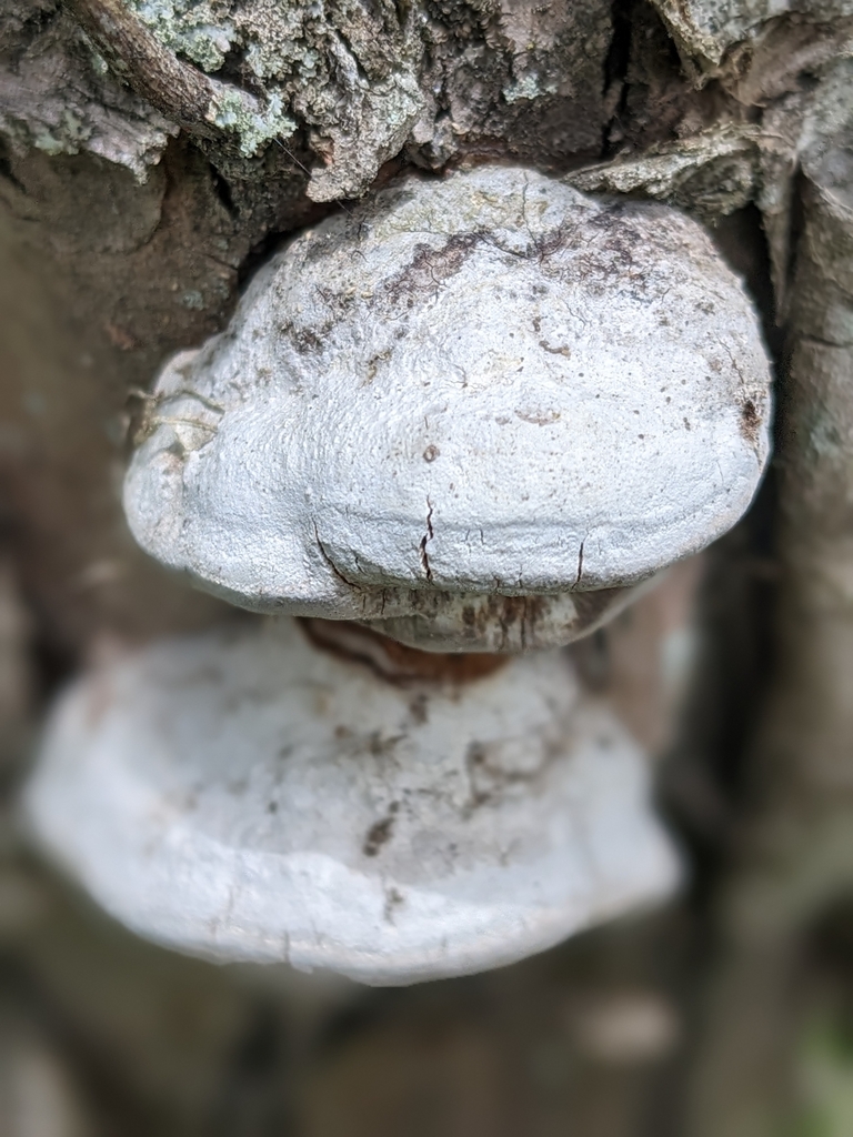 shelf fungi from Miller Township, MO, USA on May 5, 2023 at 01:11 PM by ...