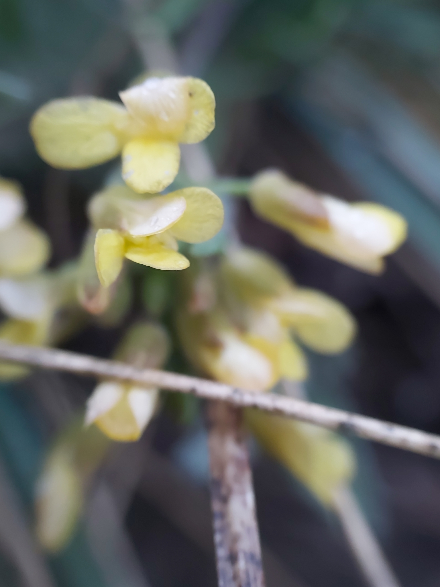 Physaria arenosa (Richardson) O'Kane & Al-Shehbaz