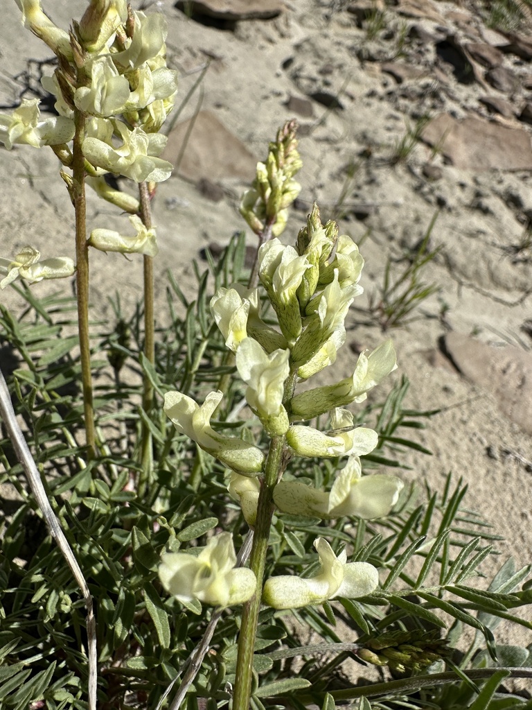 Yellow Milkvetch from Mesa, Colorado, United States on April 30, 2023 ...