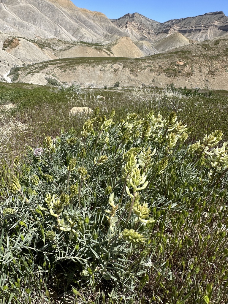 Yellow Milkvetch from Mesa, Colorado, United States on April 30, 2023 ...