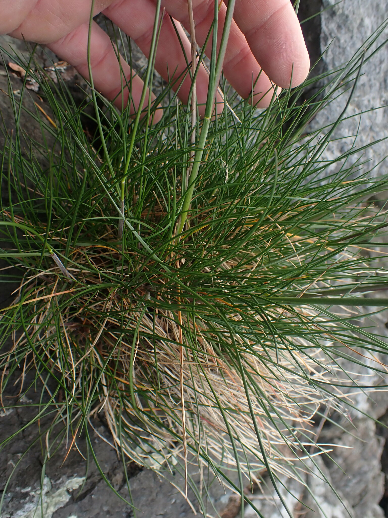 Festuca rubra L.
